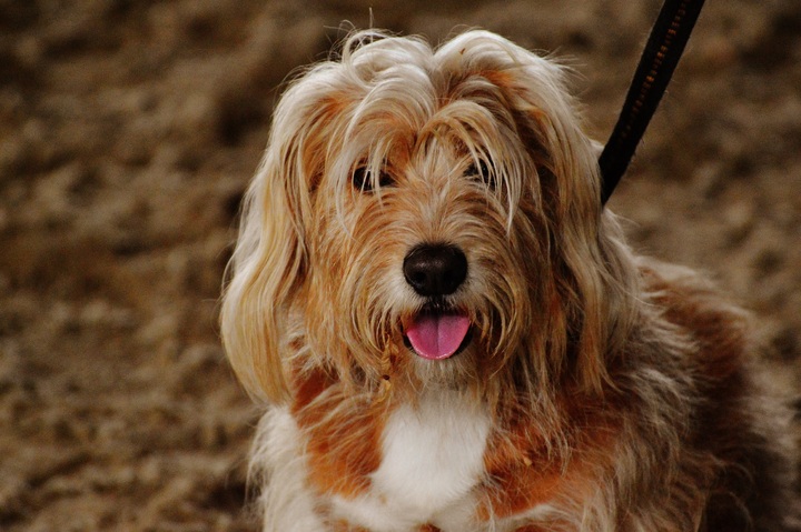 The Unique and Lovable Otterhound Poodle Mixed Breed - Otterhound.dog